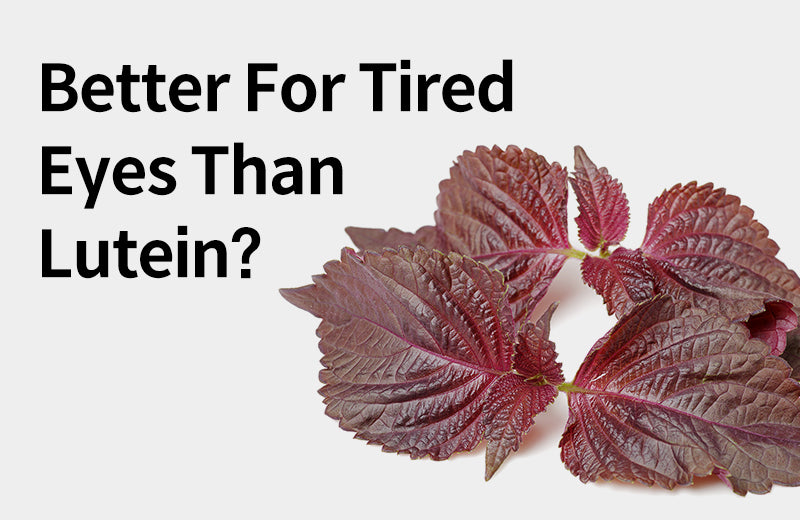 [Effects of Perilla Frutescens Extract] Is Perilla Frutescens Better t ...